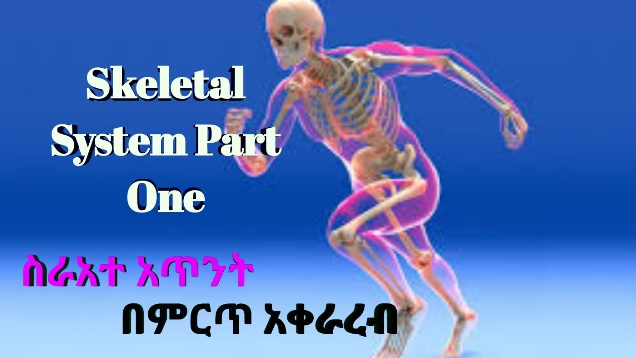 skeletal-system-part-one-with-amharic-speech-and-english-youtube