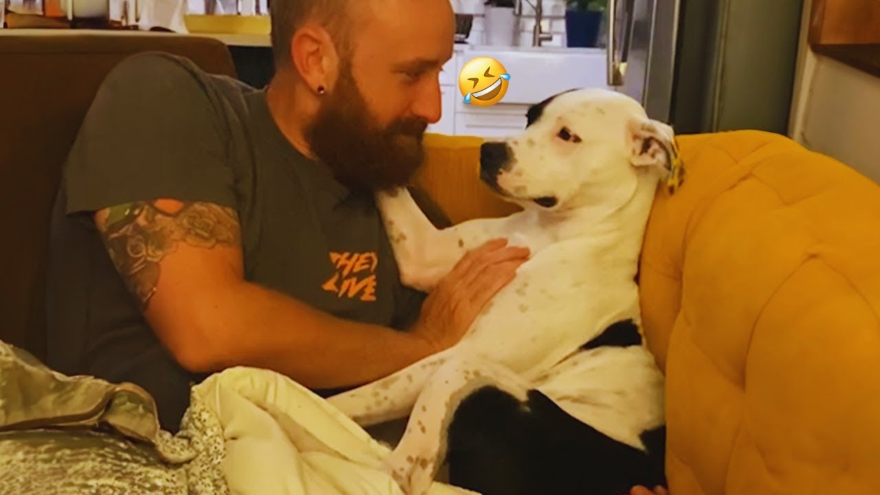 You Can't Stop Laughing At These Funny Dogs 😂🐶 New Funniest Animal ...