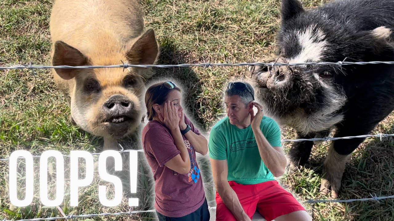 Christmas invite mishap | Escaped Kunekune | farm vlog | full time ...