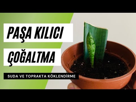 Paşa Kılıcı Çoğaltma Yöntemleri | Sansevieria nasıl çoğaltılır?