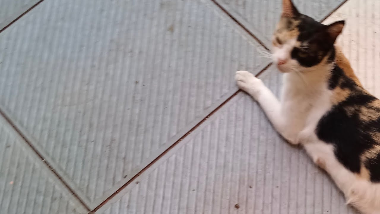 Lunas kitten revealed#live - YouTube