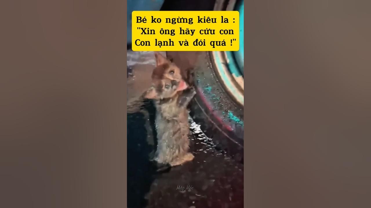 Bé mèo lạc mẹ lang thang đi xin ăn dưới trời mưa lạnh lẽo #map #mapmoc ...