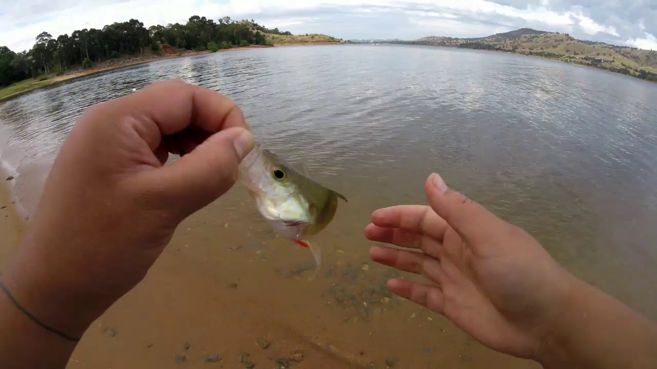 Fishing For Redfin Perch with Bullet Lures - YouTube