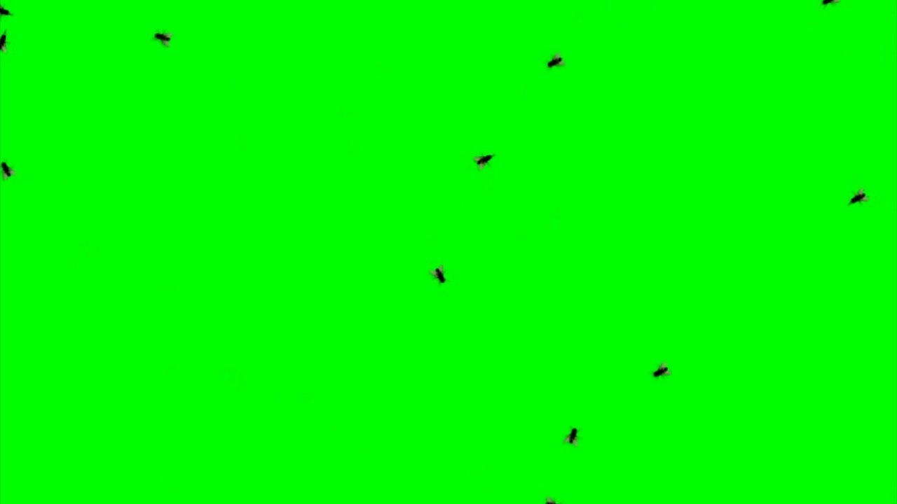 Flies Green Screen - YouTube