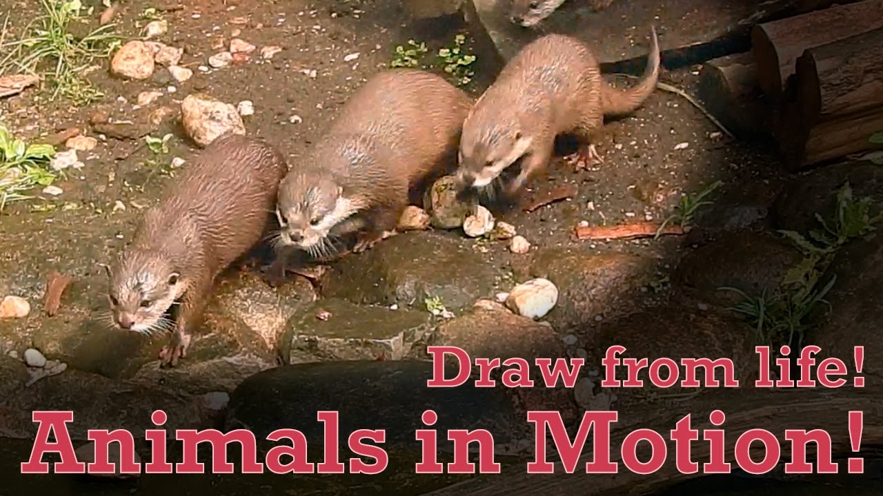 Draw from Life - Animals in Motion #21 - Otter - YouTube