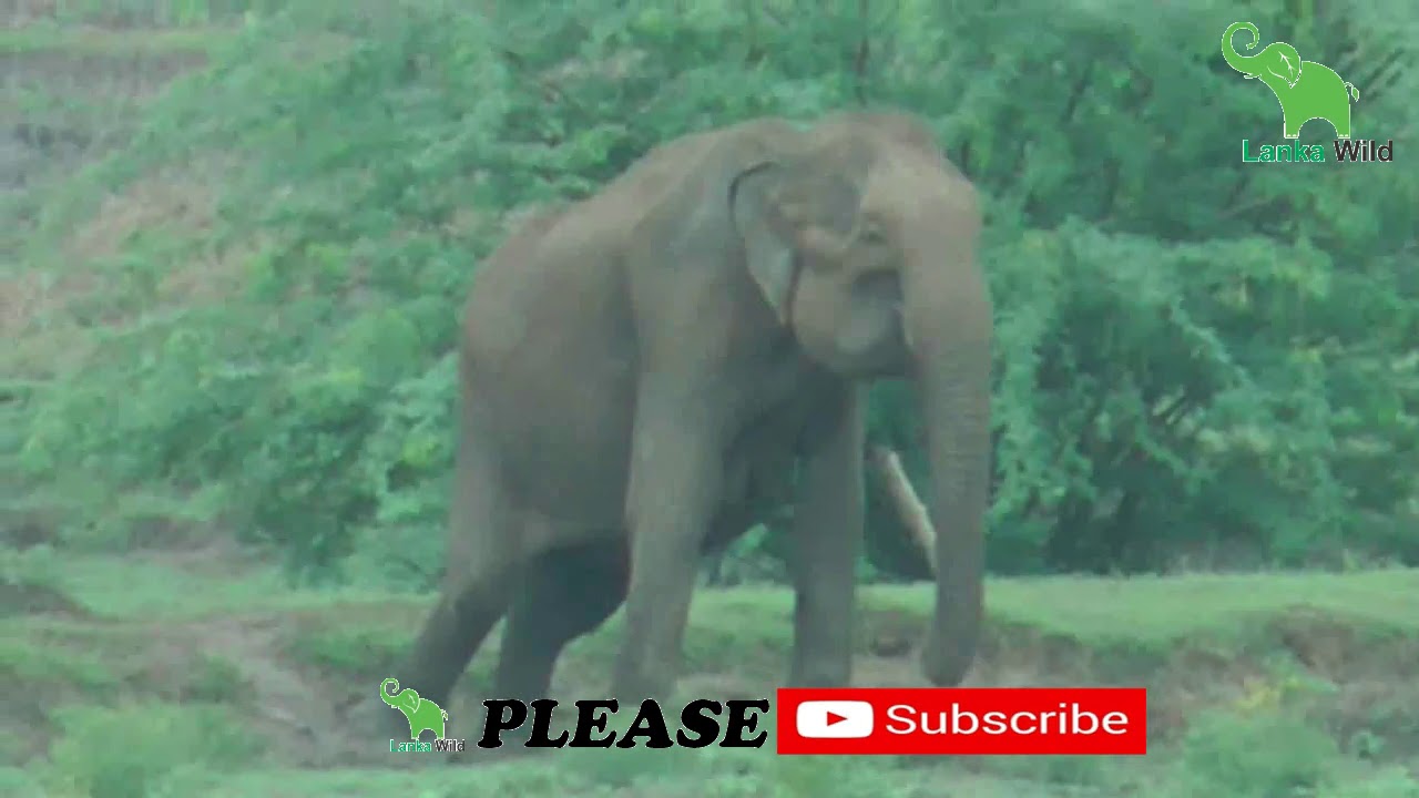 The wounded elephant treated by wildlife officers !part 1 - YouTube