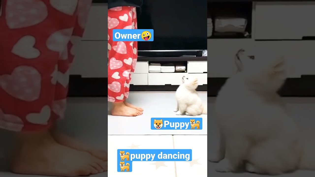 cute puppy dancing,🐶 funny dog dancing🐶, 🐕 Dog dancing with the owner🐕 ...