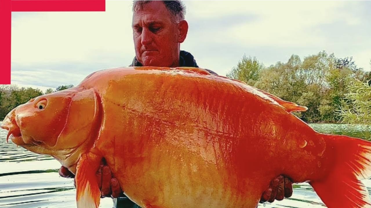 អាថ៌កំបាំង រូបថត៖ ត្រីកន្ទុយបីទម្ងន់30គីឡូ (The world’s largest ...