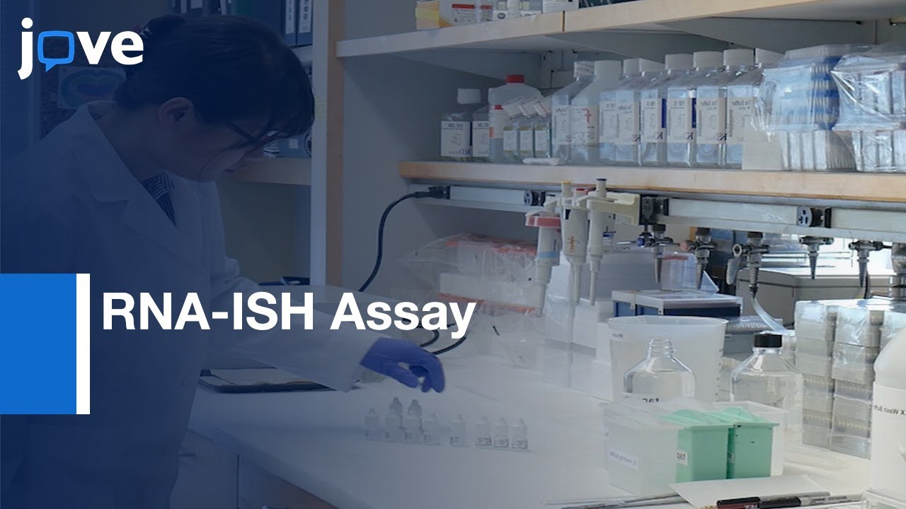 Alternative Pre-mRNA Splicing Analysis by RNA-ISH Assay | Protocol ...