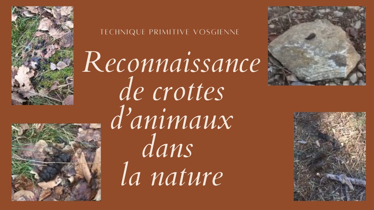 Reconnaissance de crottes d’animaux - YouTube