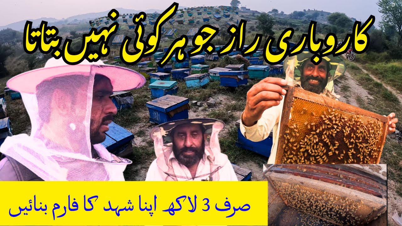 How to Start Honey Bee Business in Pakistan 🐝 | Beekeeping Full Guide | Honey bee Farming Vlog ...