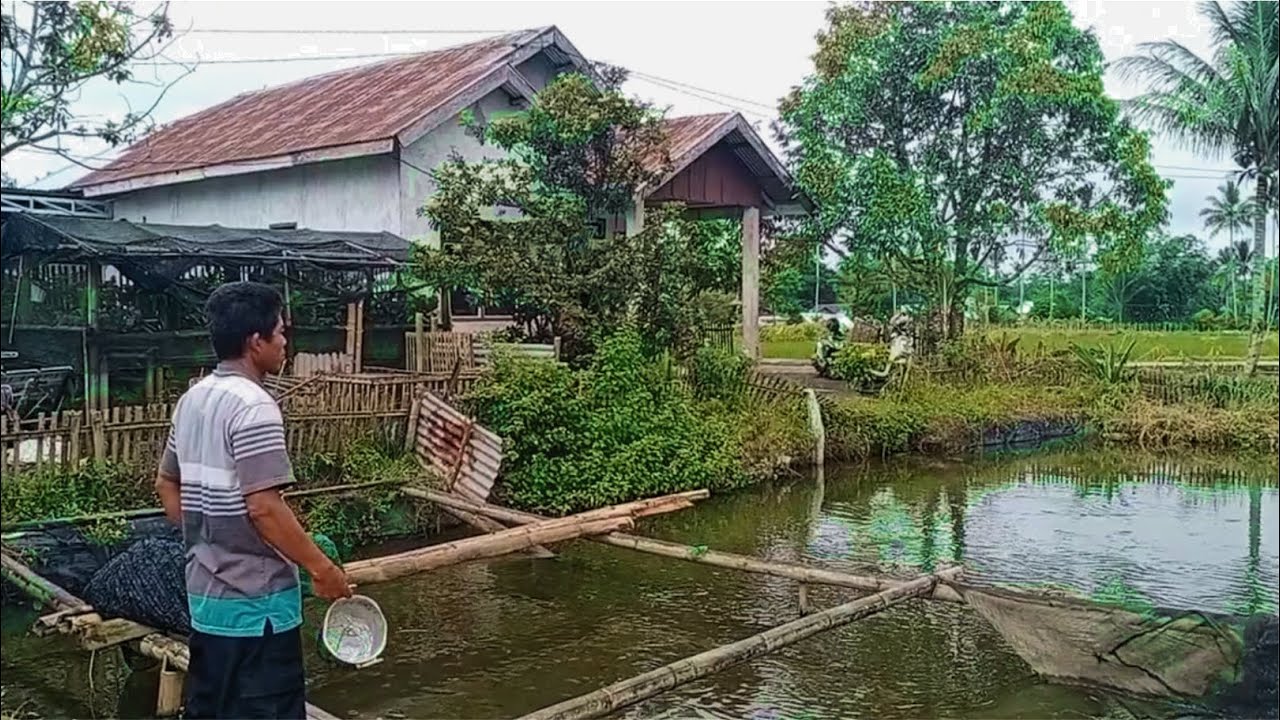 Bikin iri, Rumah tengah sawah kolam seluas ini isi ikan koi semua ...