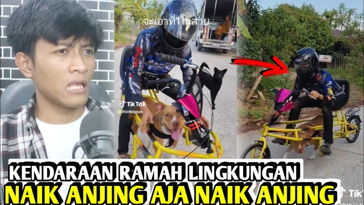 NAIK ANJING YANG SESUNGGUHNYA REACTION TIKTOK - YouTube
