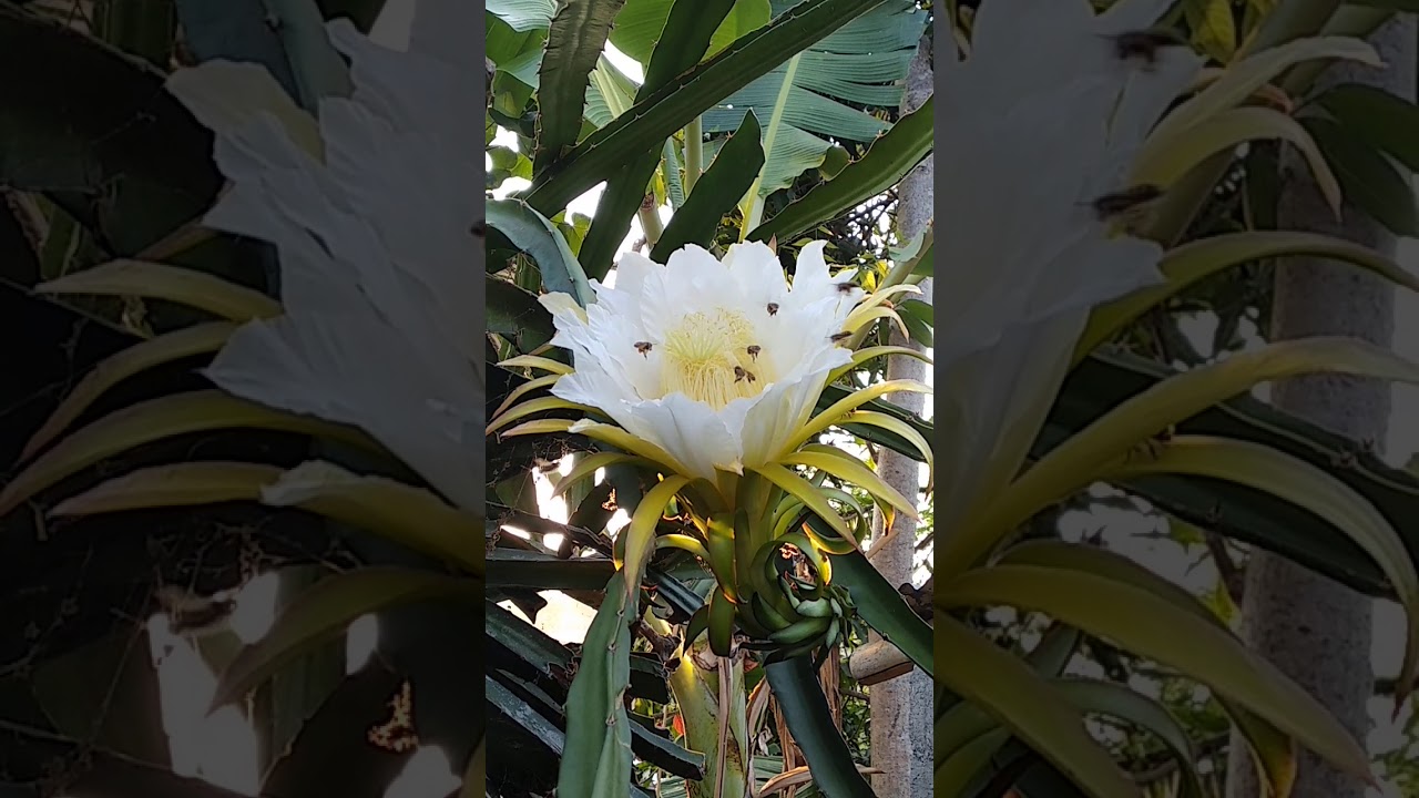 Bunga buah naga - YouTube