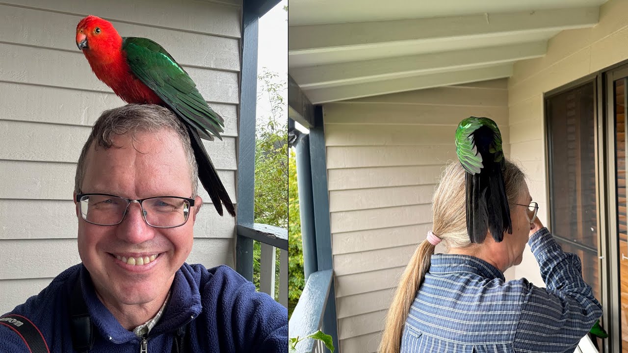 Australia Part 32: Our flight Cairns-Brisbane & parrots on our O'Reilly ...