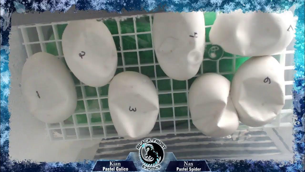 Ball Python Eggs Hatching - YouTube