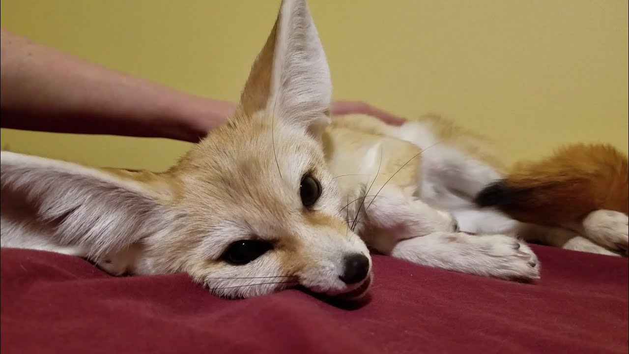 Fennec Fox Purrrrrr - YouTube