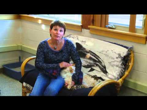 MHM SC Animal Shelter - YouTube