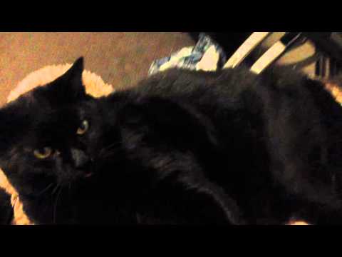 cat twerk