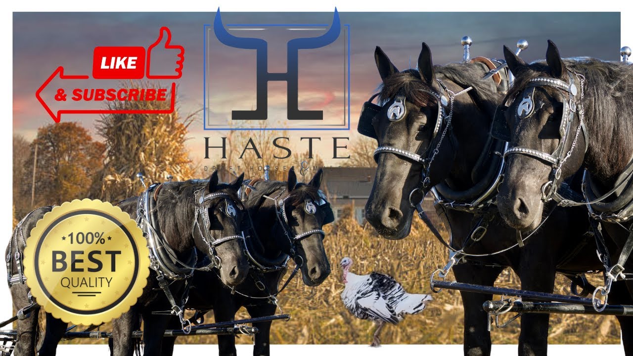 Draft Horse Teamwork: The Ultimate Bond Between Horses and Humans - YouTube