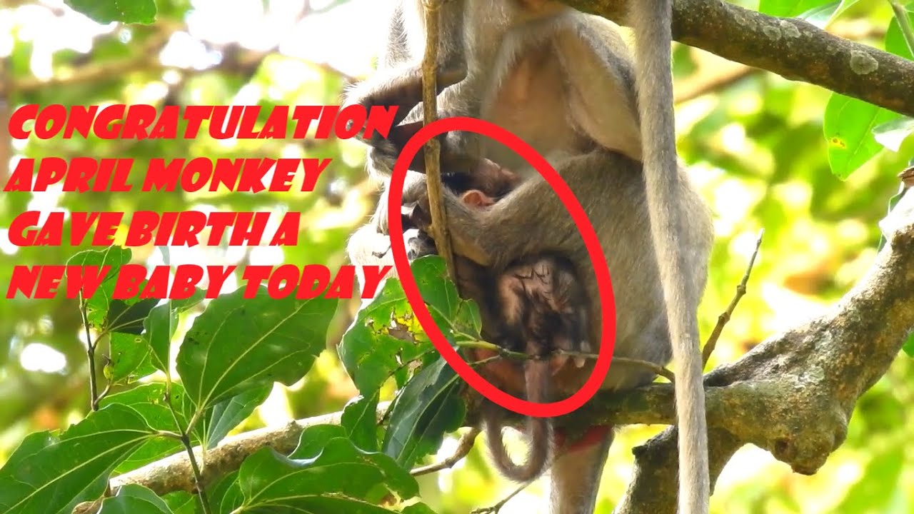 Congratulation! April monkey gave birth a new baby monkey today. - YouTube