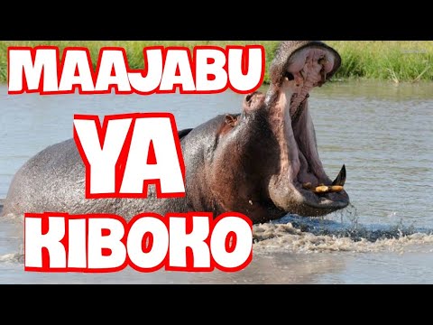 ZITAKUACHA MDOMO WAZI SIRI ZA MNYAMA KIBOKO:Fahamu Mambo 7 Usiyoyajua Kuhusu Kiboko | Hana Korodani