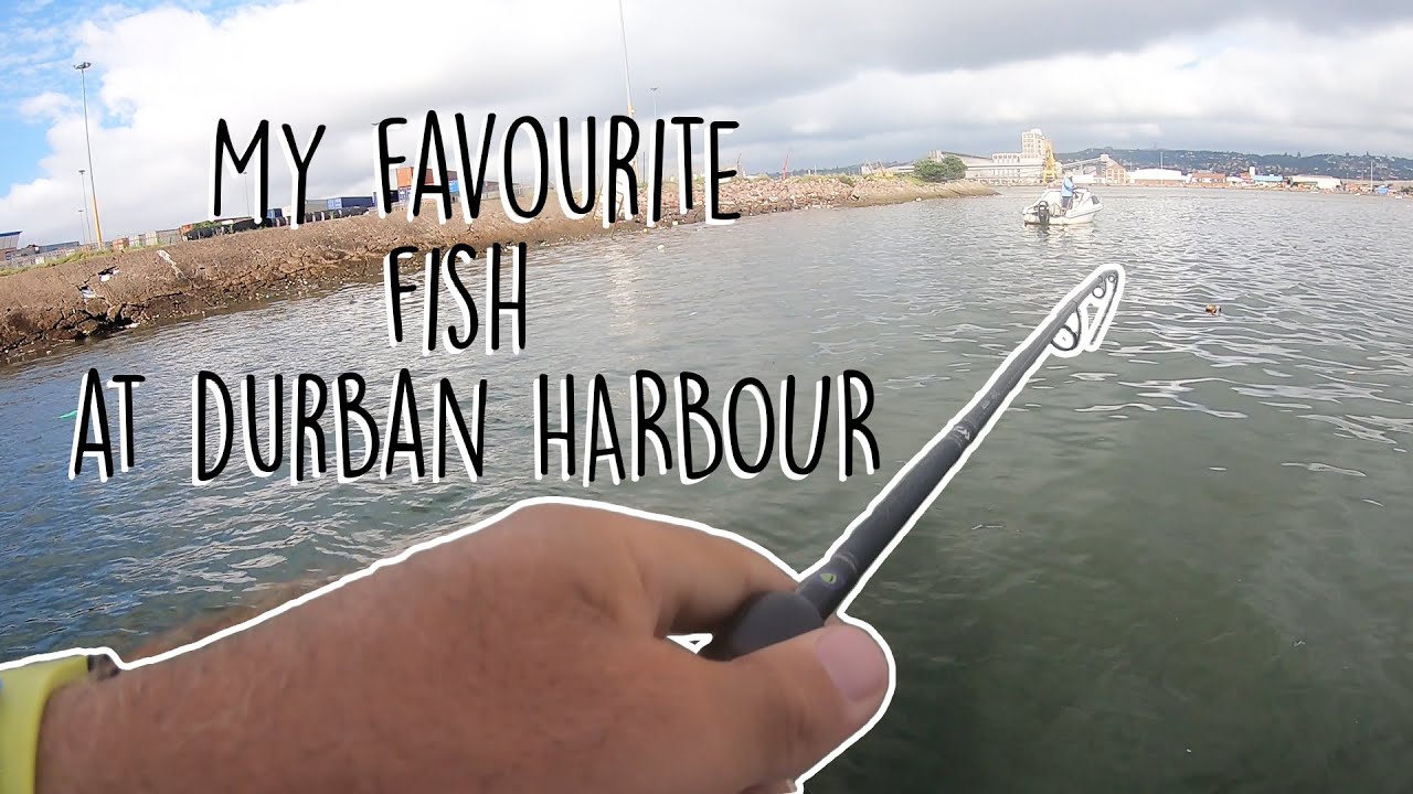 Catching my FAVOURITE FISH in DURBAN HARBOUR, South Africa. - YouTube
