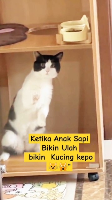 Reaksi Kucing lucu!! Ketika Anak Sapi Bikin Ulah dan Kucing Hanya Bisa ...