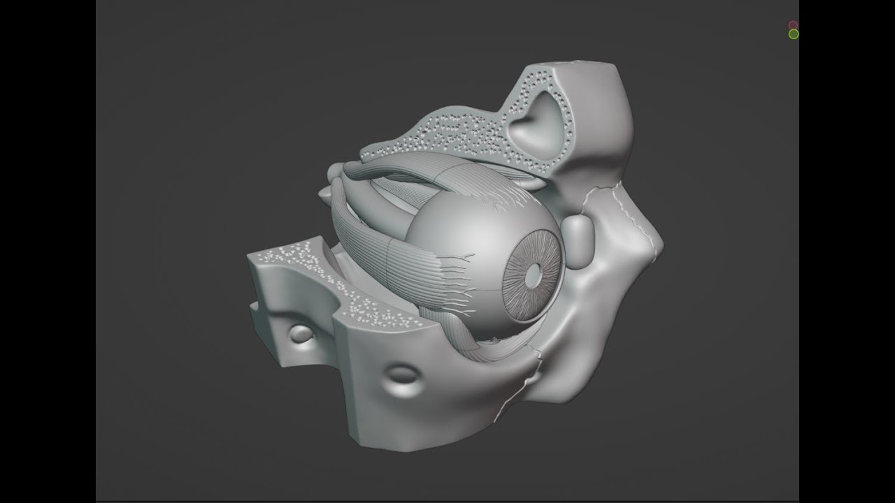 Eye Anatomy Blender 3D modeling Part 5 - YouTube