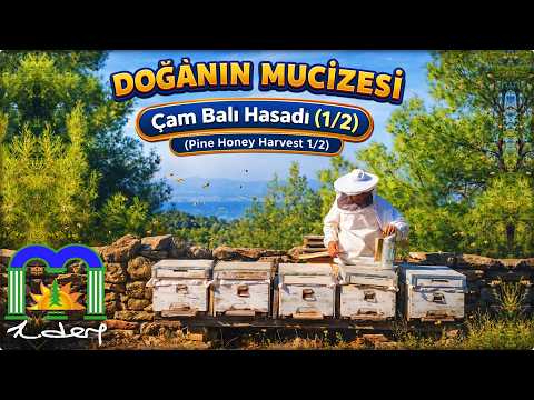 #0311 🍯 Doğanın Mucizesi | Balın Yolculuğu; Çam Balı Hasadı | Pine Honey Harvest [1/2] 🌲🐝 @kmldere