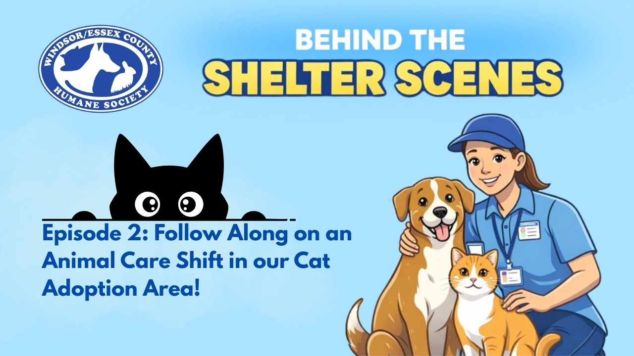 🎥 Behind the Shelter Scenes – Episode 2 - Cat Adoption Animal Care ...