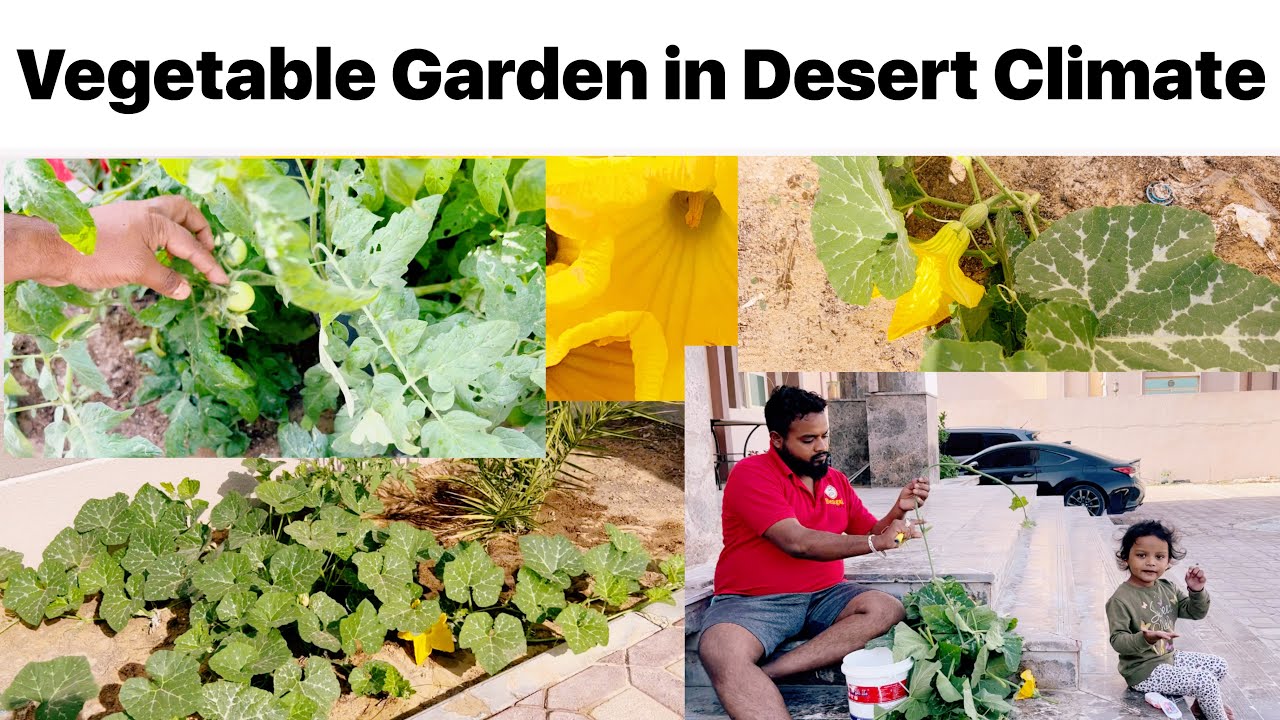 How Vegetables growing in UAE Desert Climate | Winter Time - YouTube