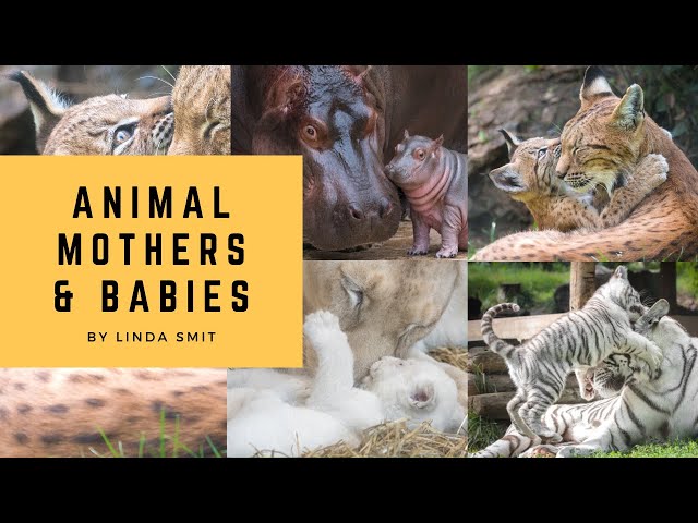 30 Cutest Baby Animals With Mothers Style Arena
