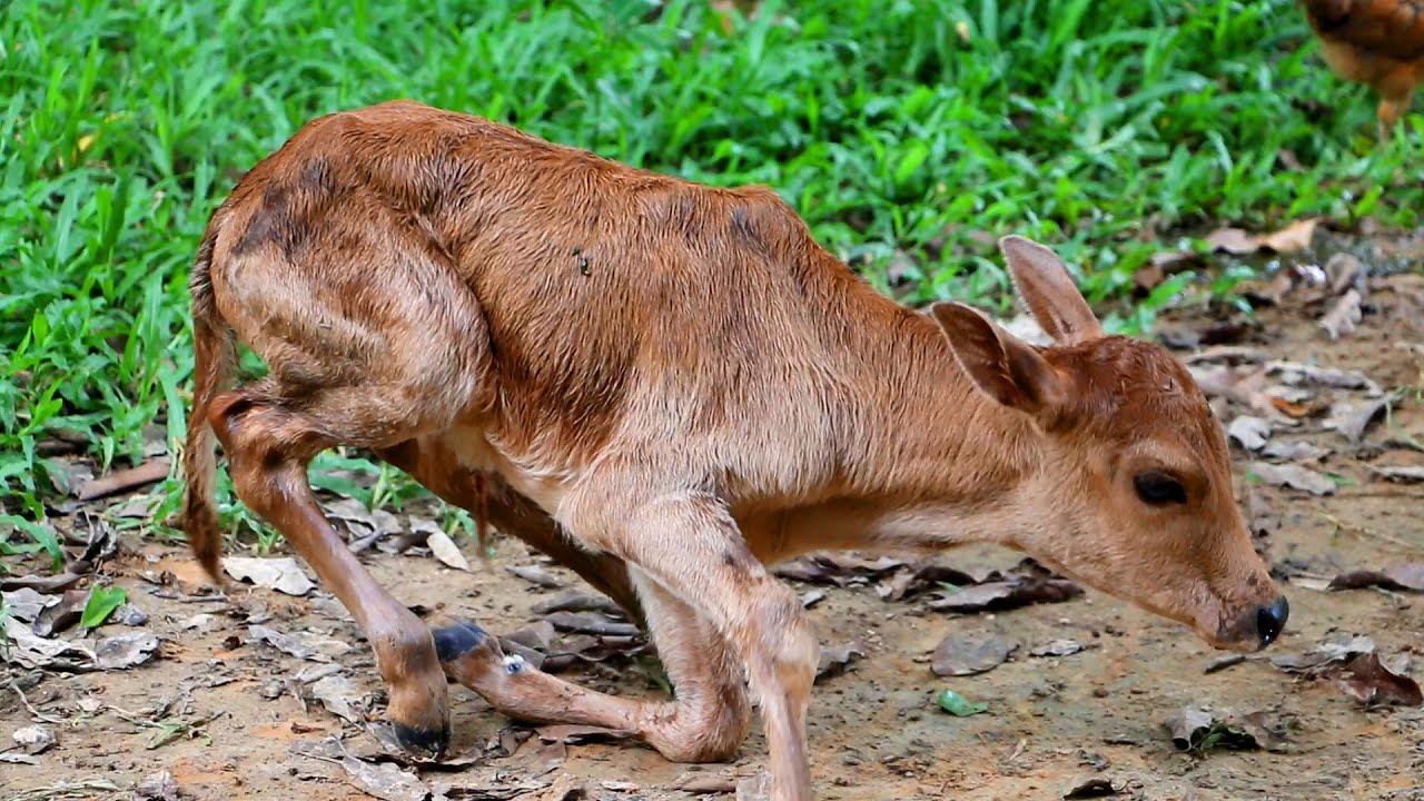 Cute Newborn Baby Cow (Calf) is Trying to Stand up for the First Time ...