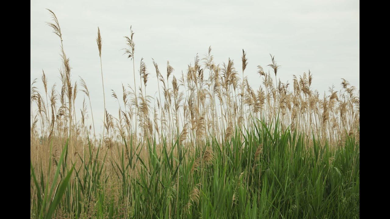 Invasive Phragmites