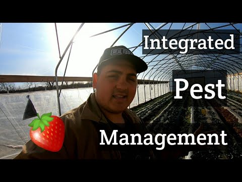 Managing Pest ( IPM) on Strawberries in High tunnel - YouTube