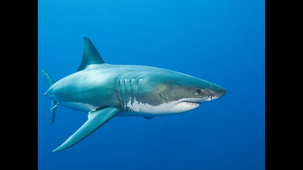 Google translate sings baby shark - YouTube