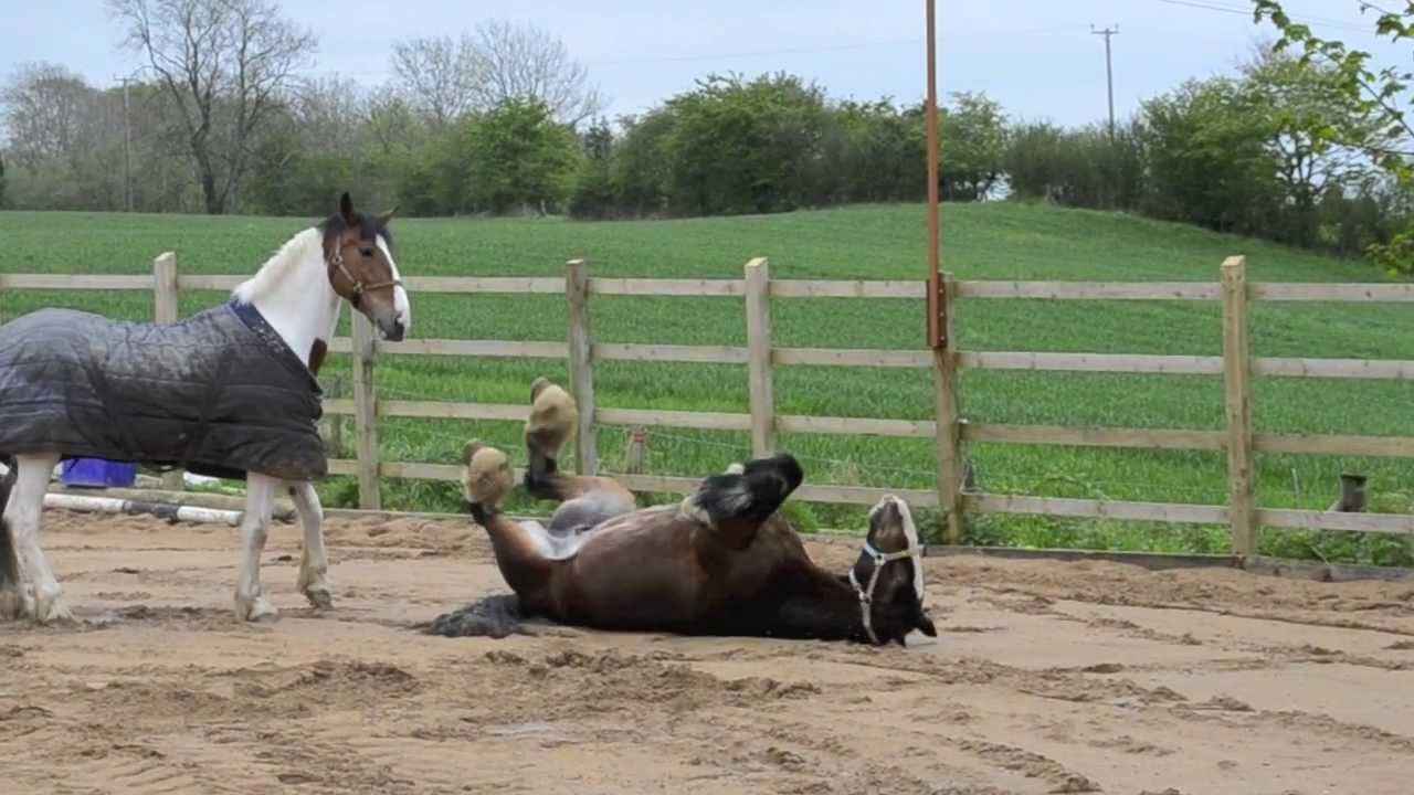 AWKWARD HORSE - YouTube