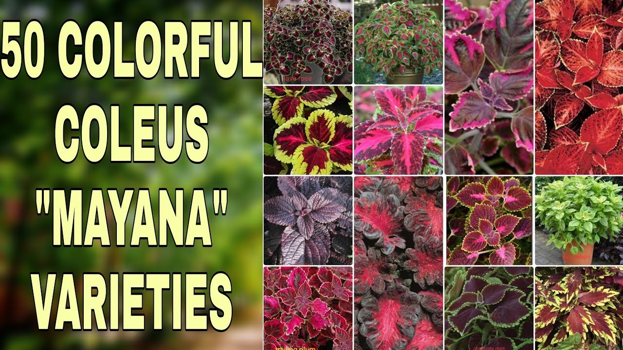 50 COLORFUL COLEUS "MAYANA" VARIETIES - YouTube