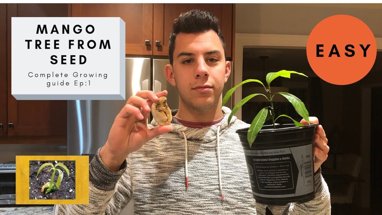 How to Grow a Mango Tree From Seed Ep:1 (germination) - YouTube