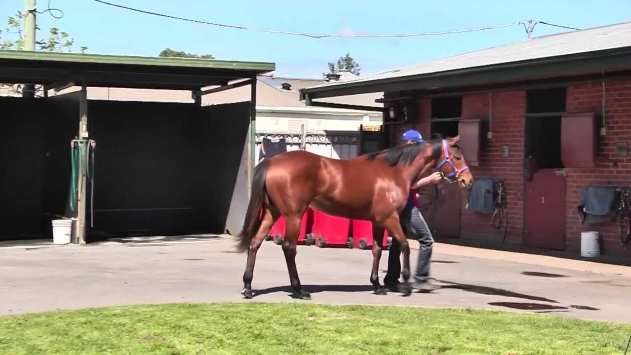 Zabeel x Lady Fashion Filly to be trained by Mick Price - YouTube
