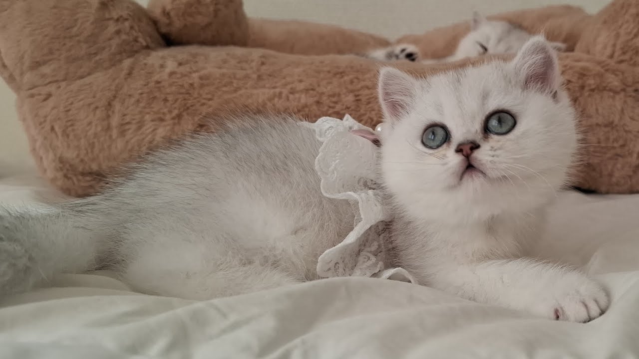 Ruby is a beautiful little kitten who looks just like a Barbie doll ...