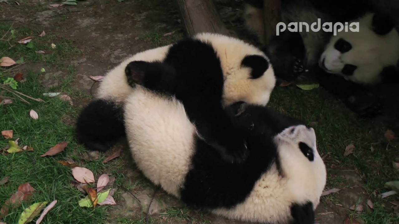 What will happen after panda drink milk? - YouTube