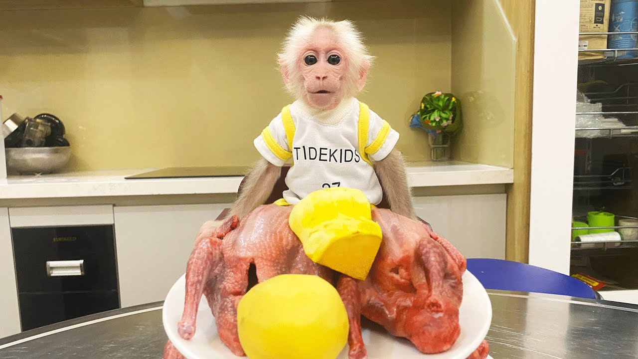 Bibi monkey helps Dad cook bird porridge! Toothbrush and Sleep - YouTube