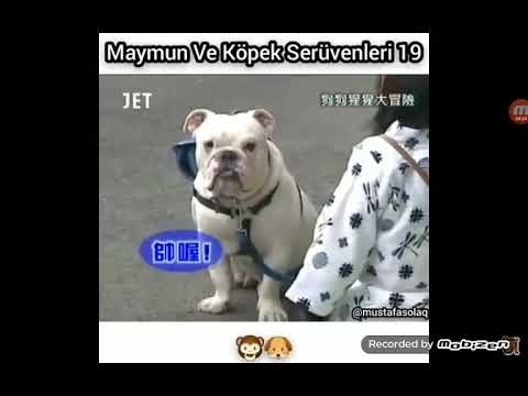 Maymun ve köpek Antep dublaj