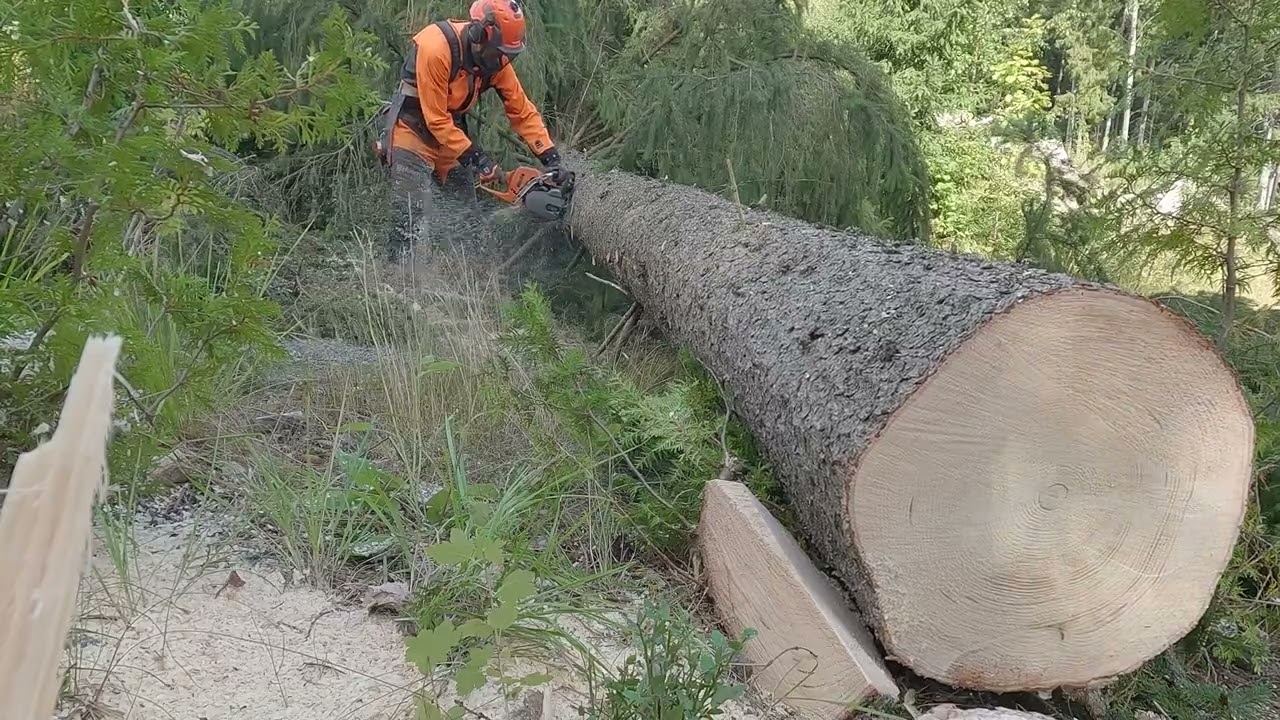 Tree removal . 550 xp mkII . - YouTube