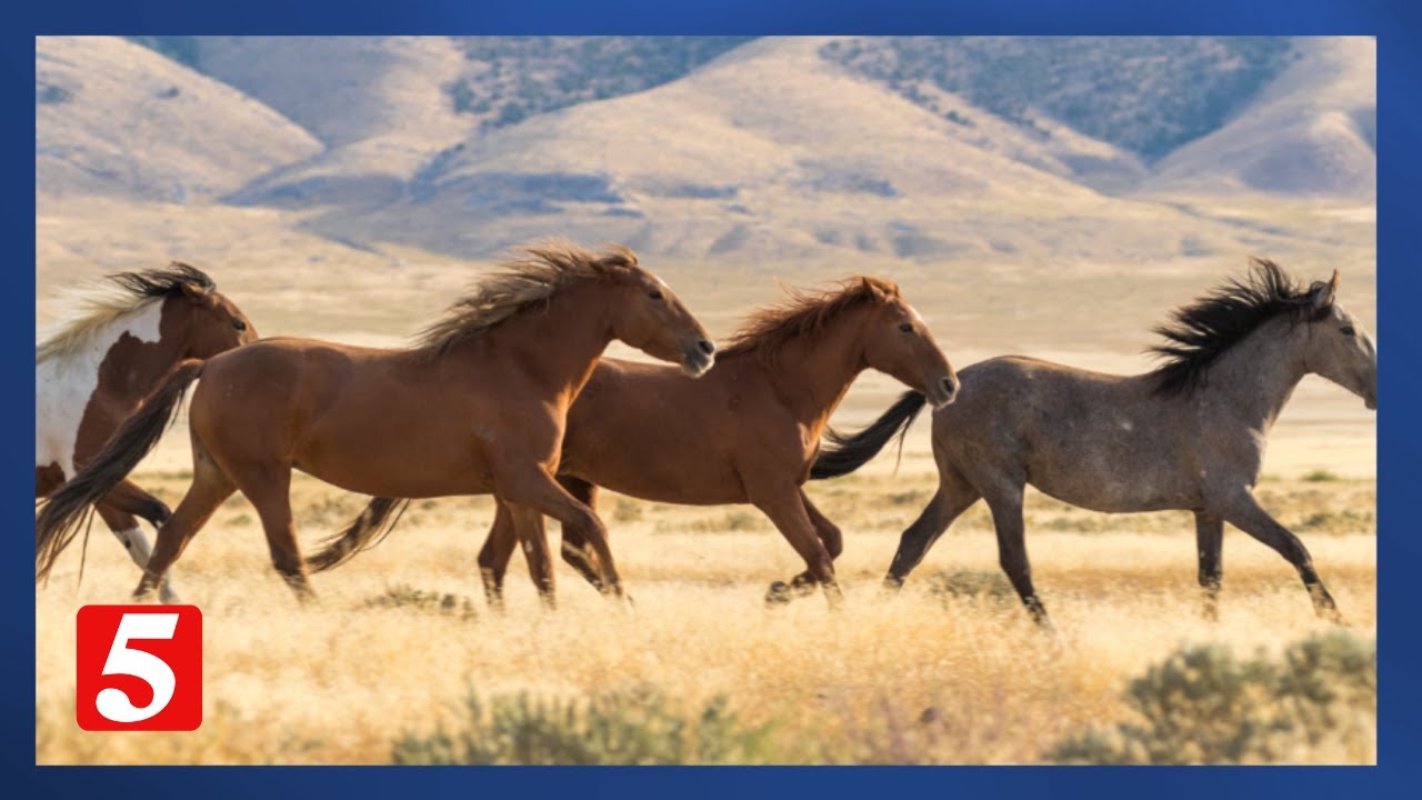 Mustang Heritage Foundation hosting 'Music for Mustangs' event Tuesday ...