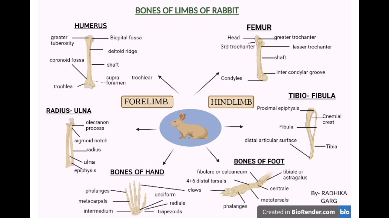 Rabbit 🐰 limb 🦵 bones by Radhika Garg 👍 - YouTube