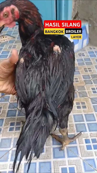 Hasil persilangan ayam bangkok broiler dan layer🐓 #ternakayam #fypシ゚ #animals #ayam - YouTube