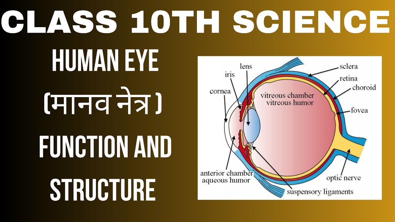 Human eye structure and function | #CBSE #class10th #science | मानव ...